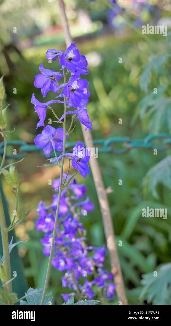 Closeup of beautiful flowers of Delphinium elatum also known as alpine ...