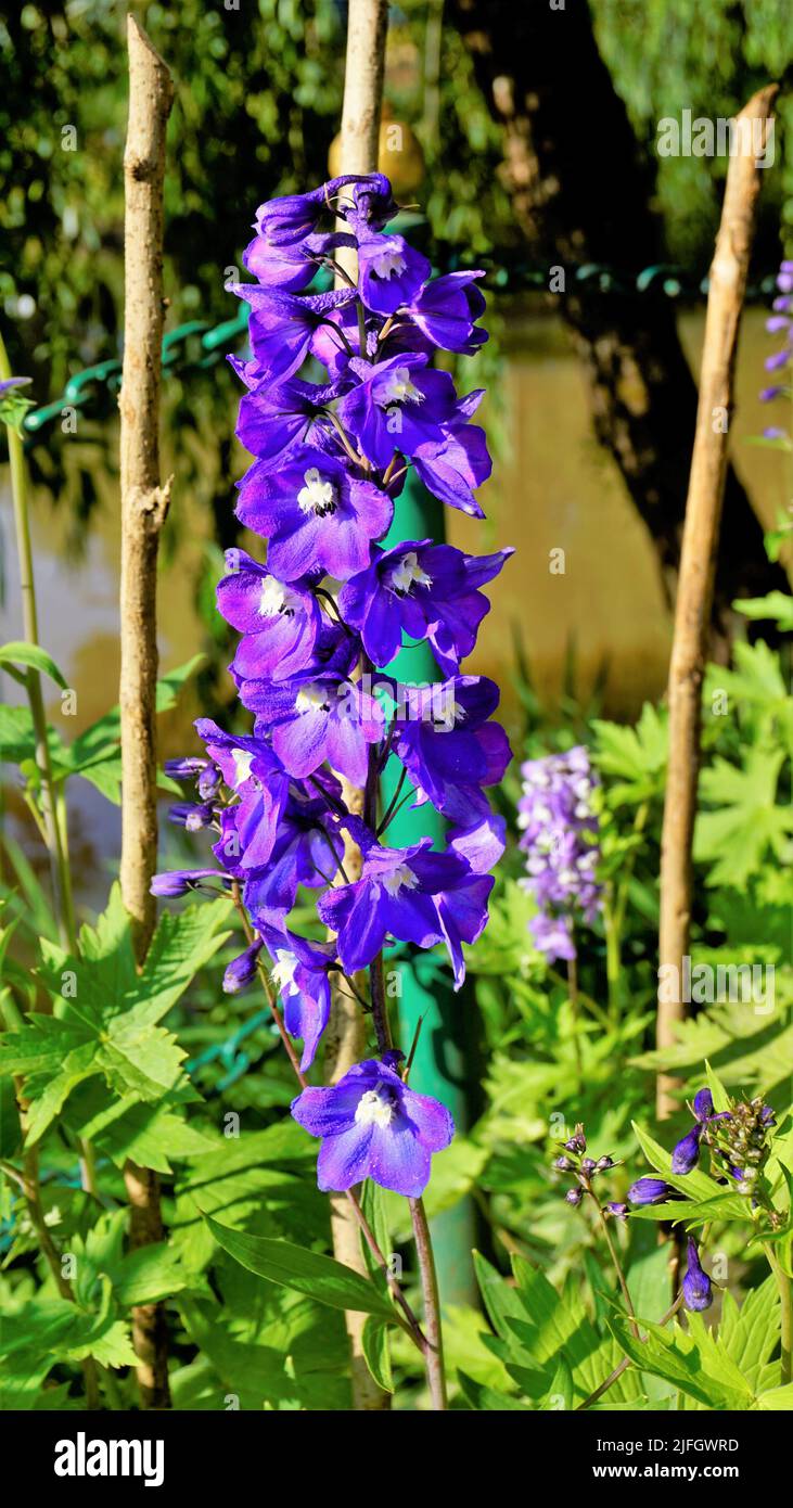 Closeup of beautiful flowers of Delphinium elatum also known as alpine ...