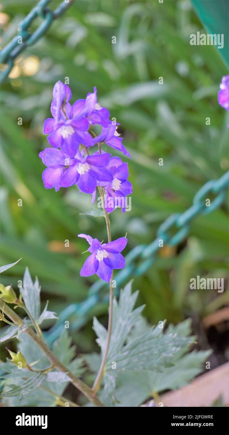 Alpine delphinium hi-res stock photography and images - Alamy