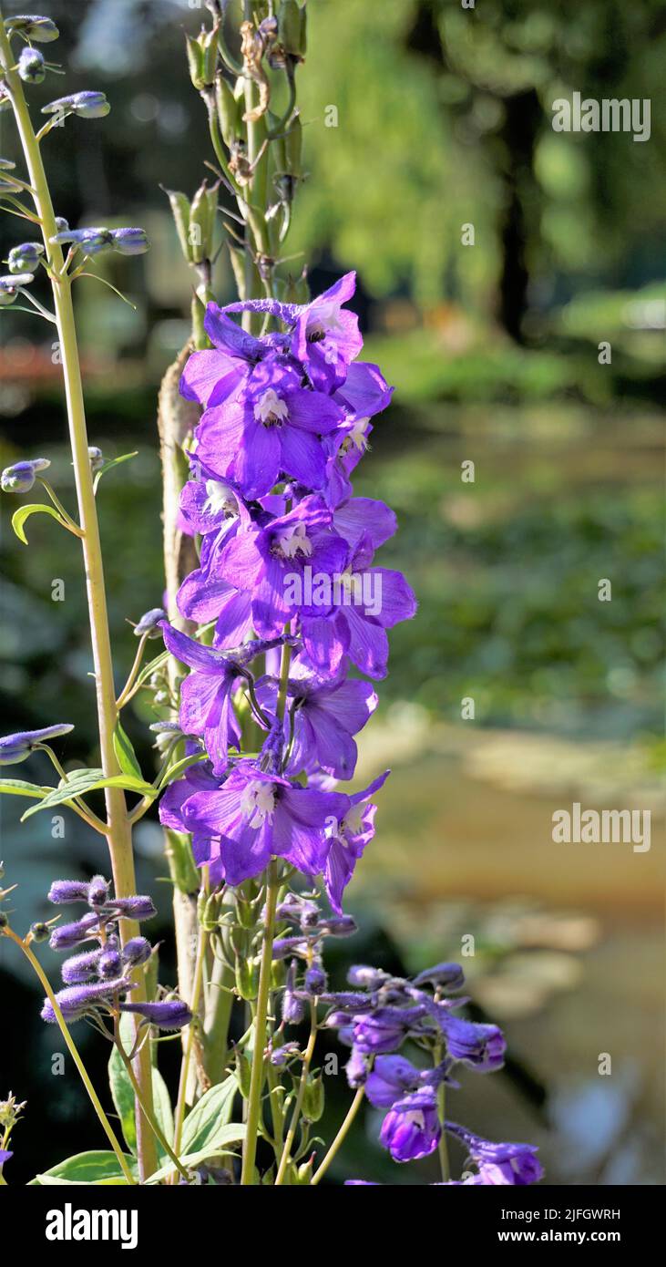 Closeup of beautiful flowers of Delphinium elatum also known as alpine ...