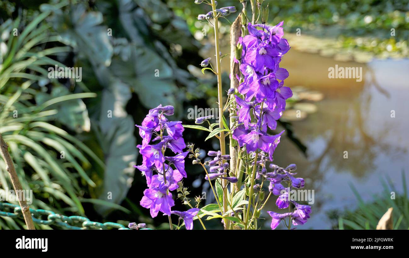 Closeup of beautiful flowers of Delphinium elatum also known as alpine ...
