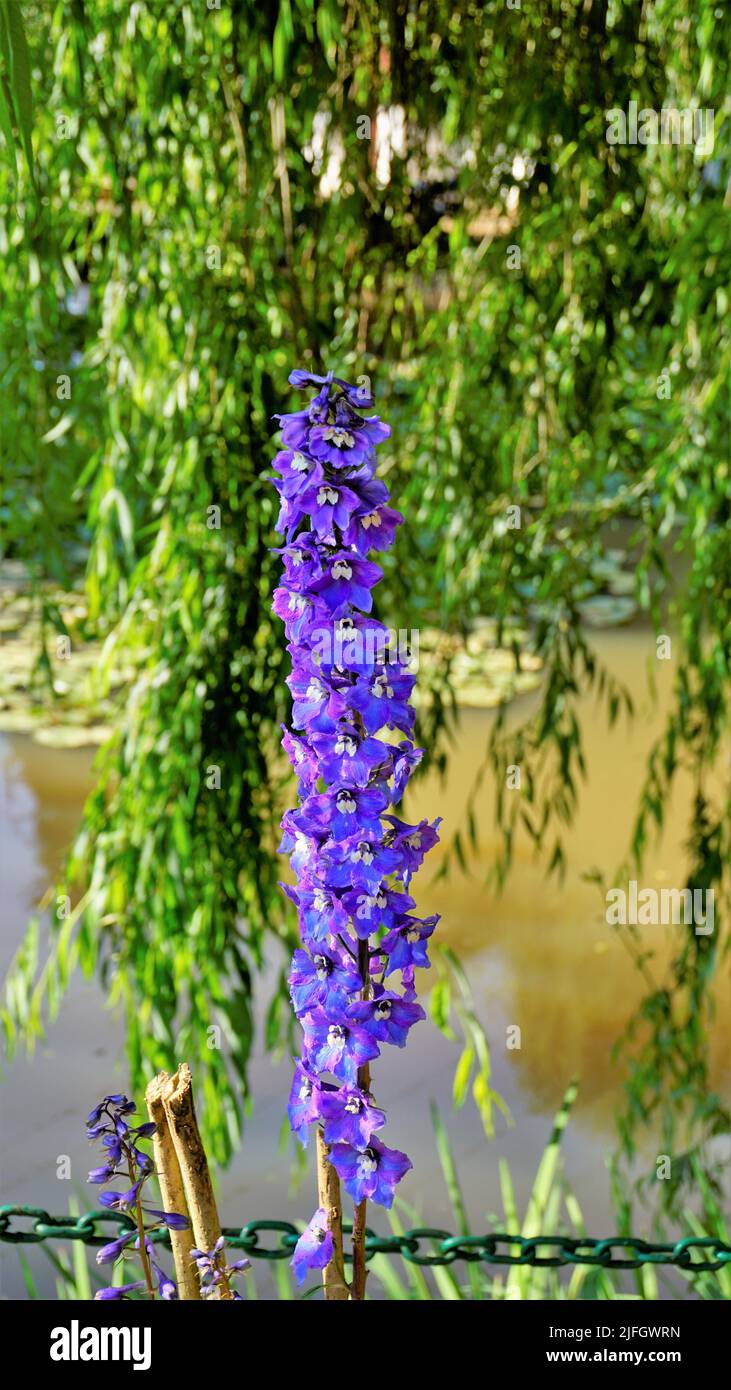 Closeup of beautiful flowers of Delphinium elatum also known as alpine ...
