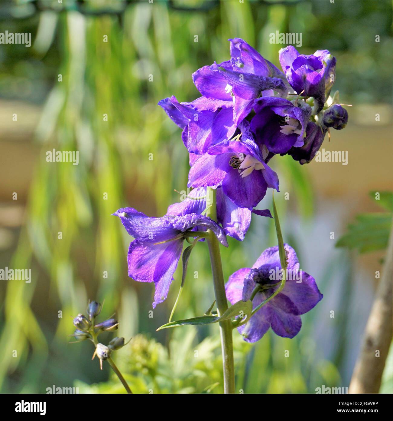 Closeup of beautiful flowers of Delphinium elatum also known as alpine ...