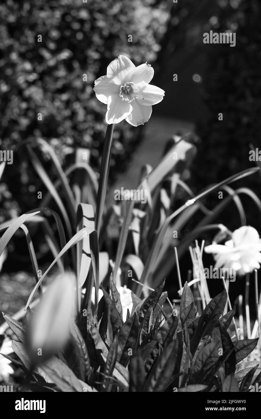 Beautiful spring flowers growing in the bright summer sun in black and ...