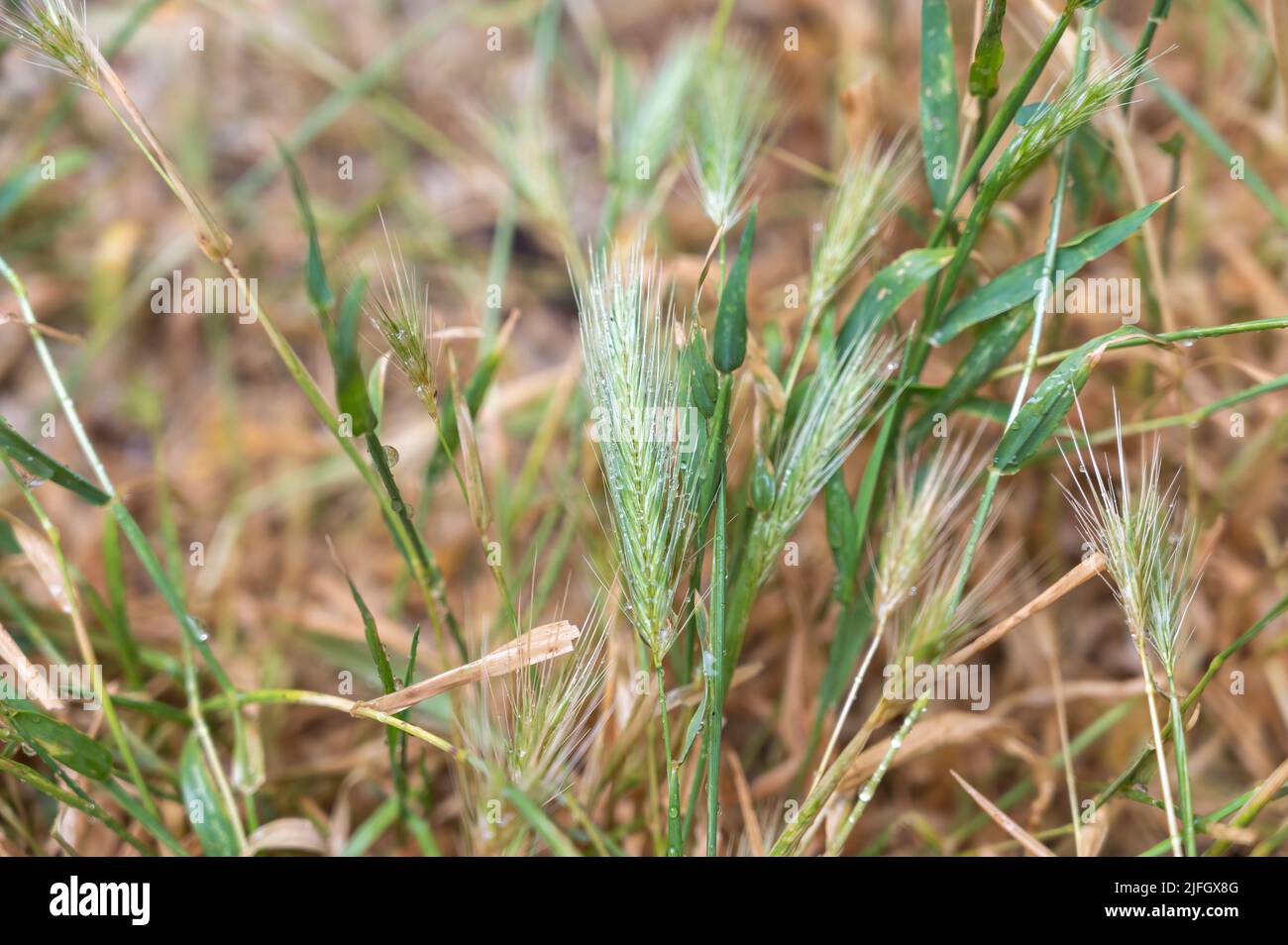 Close-up of green spikelets of wild grasses. Mouse or false barley. Wet ...