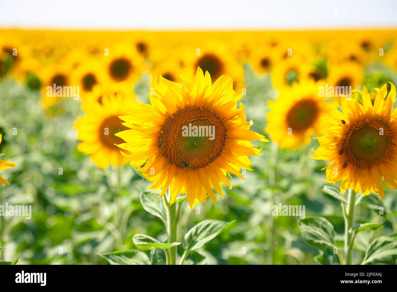 Field with a blooming sunflower in Eastern Europe Stock Photo - Alamy