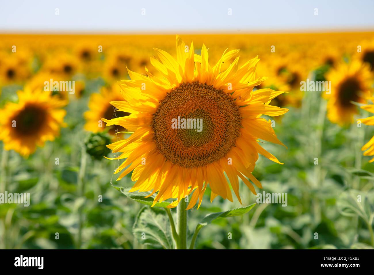 Field with a blooming sunflower in Eastern Europe Stock Photo - Alamy