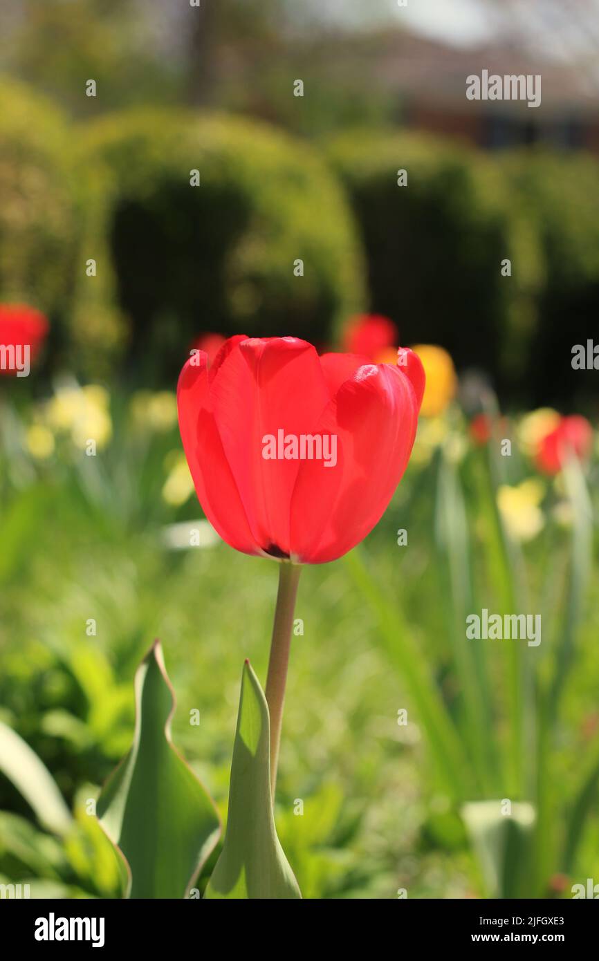 Beautiful spring flowers growing in the bright summer sun Stock Photo ...