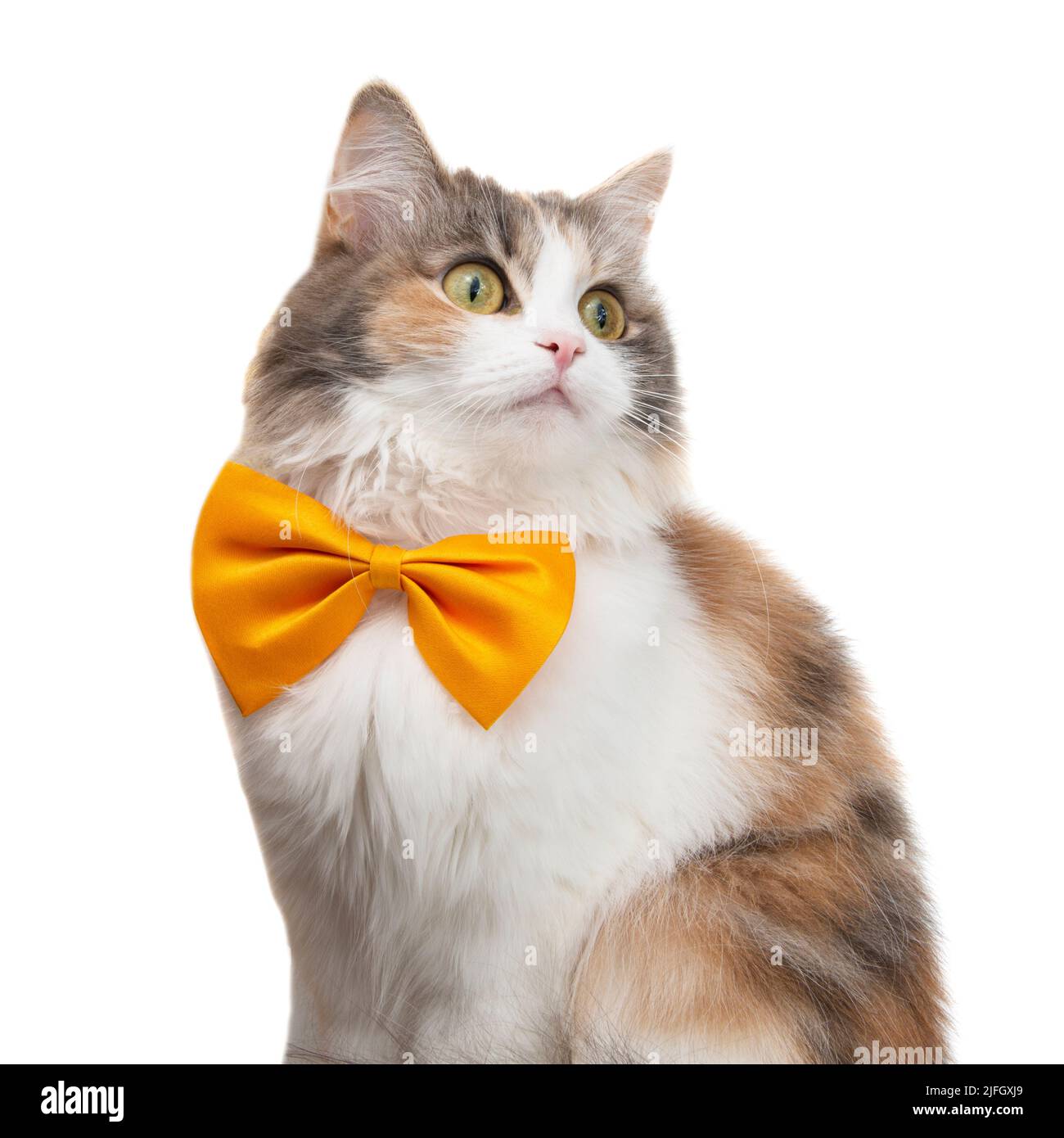 Cute funny fluffy cat beautiful with bow tie isolated on the white ...