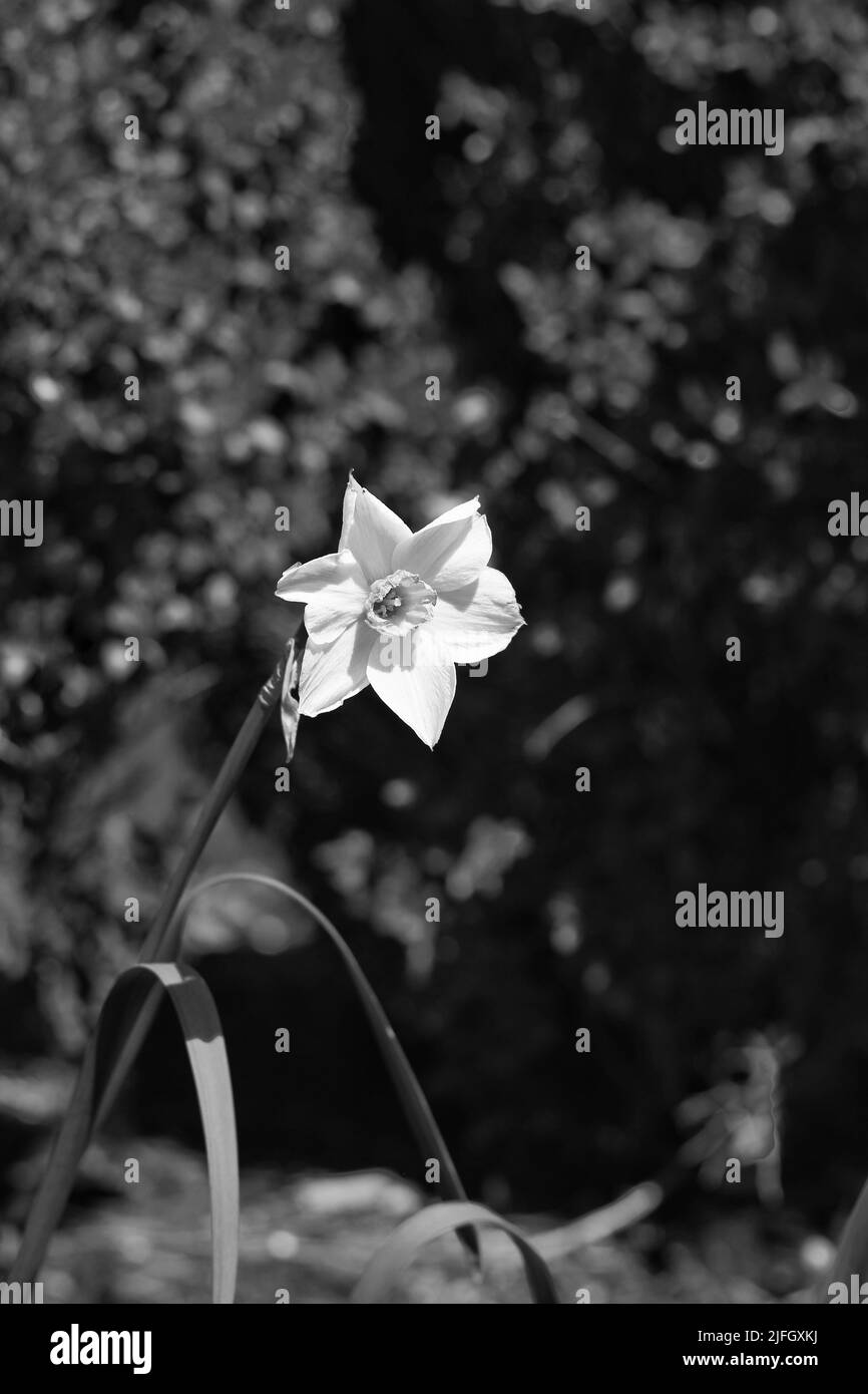 Beautiful spring flowers growing in the bright summer sun in black and ...