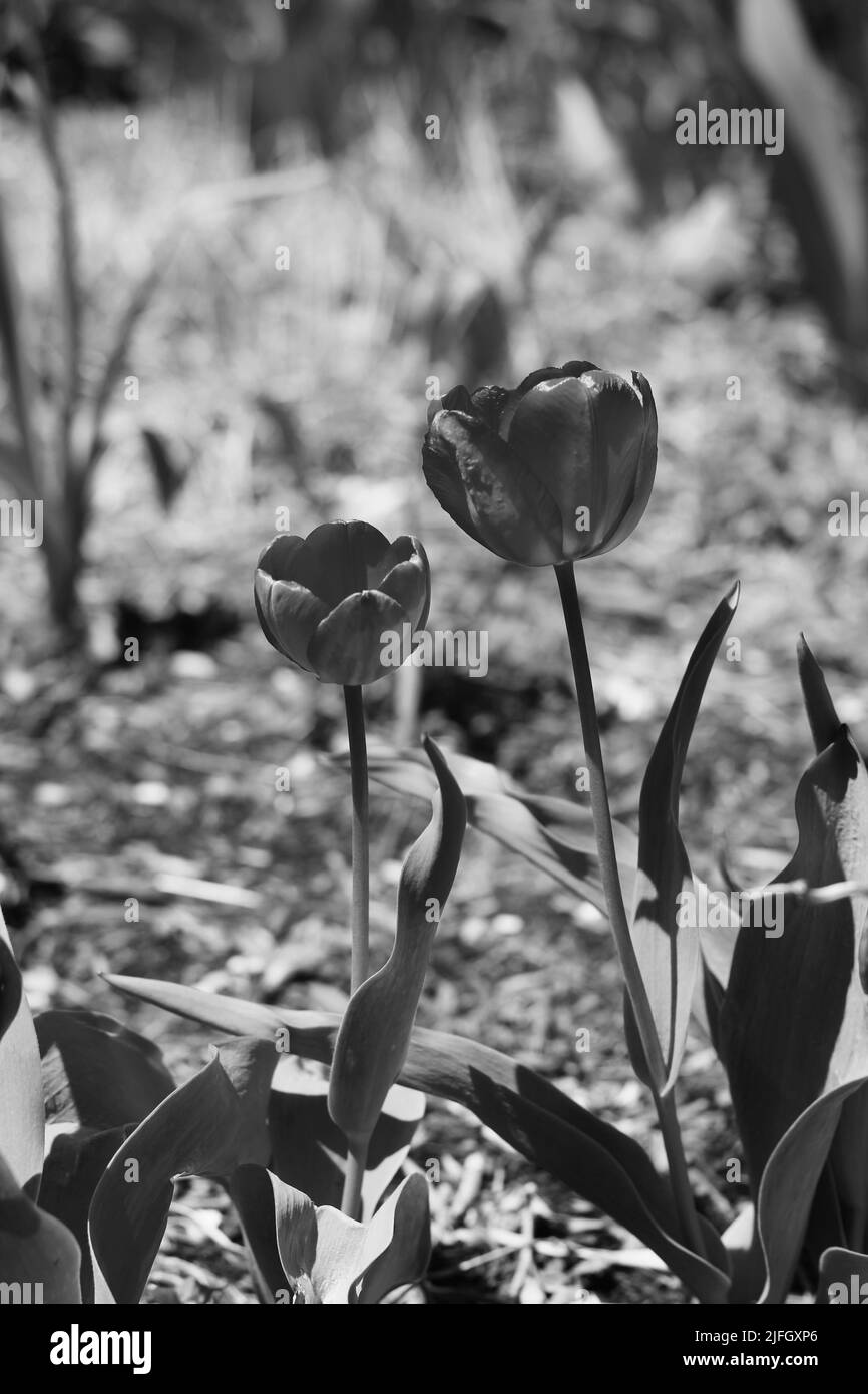 Beautiful spring flowers growing in the bright summer sun in black and ...