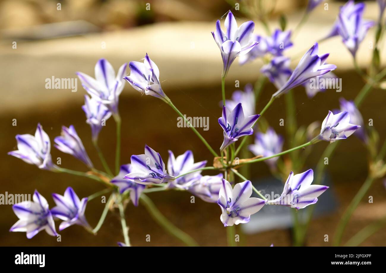 The blue and white, star-shaped flowers of Triteleia Foxy Stock Photo ...