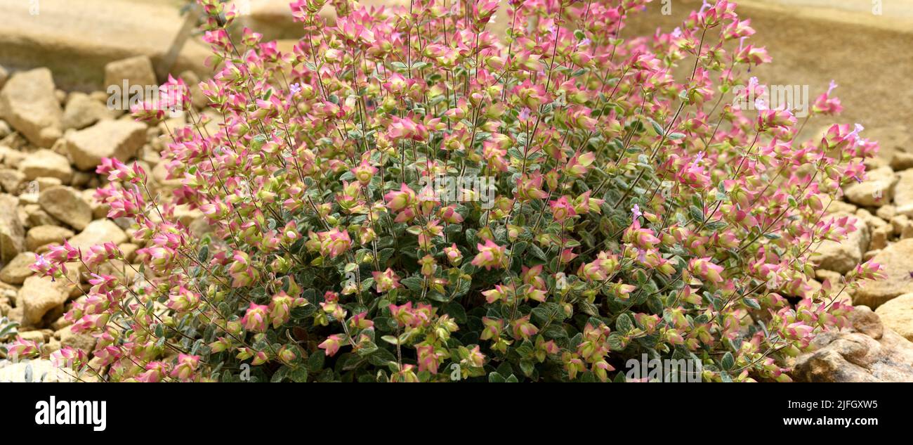 A cluster of Origanum Buckland in flower Stock Photo - Alamy