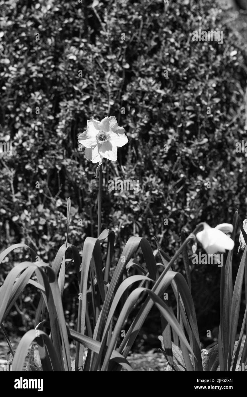 Beautiful spring flowers growing in the bright summer sun in black and ...