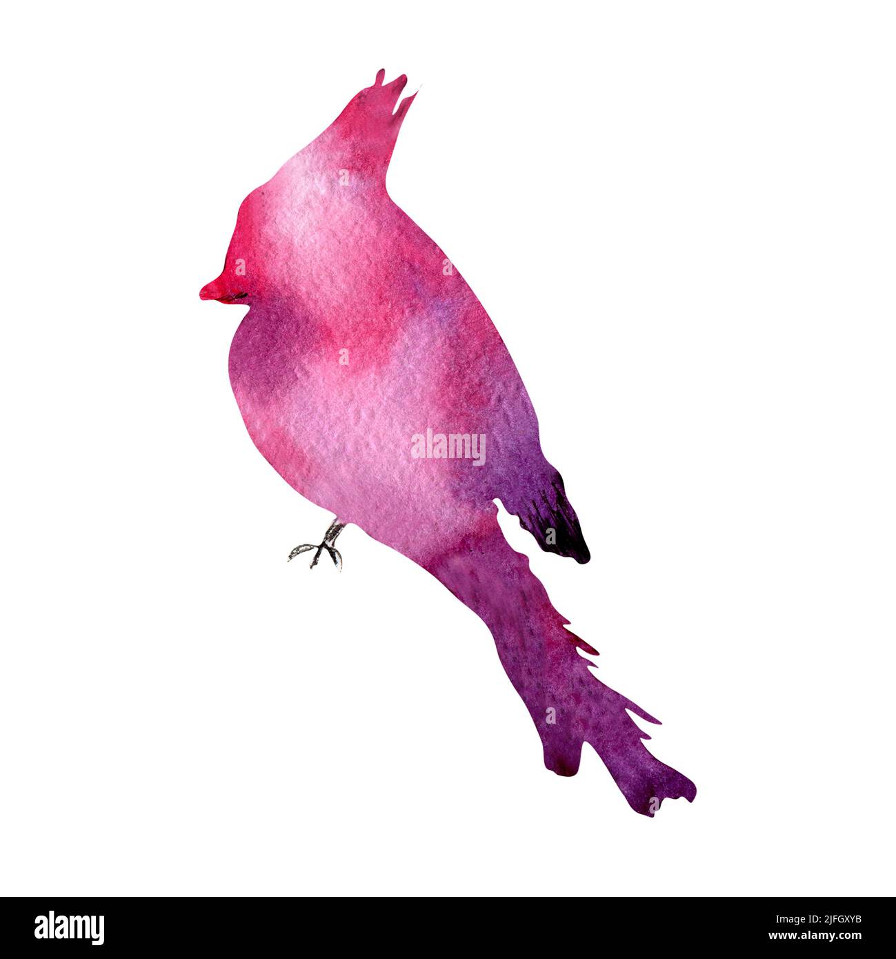 Colorful purple bird silhouette watercolor illustration white ...