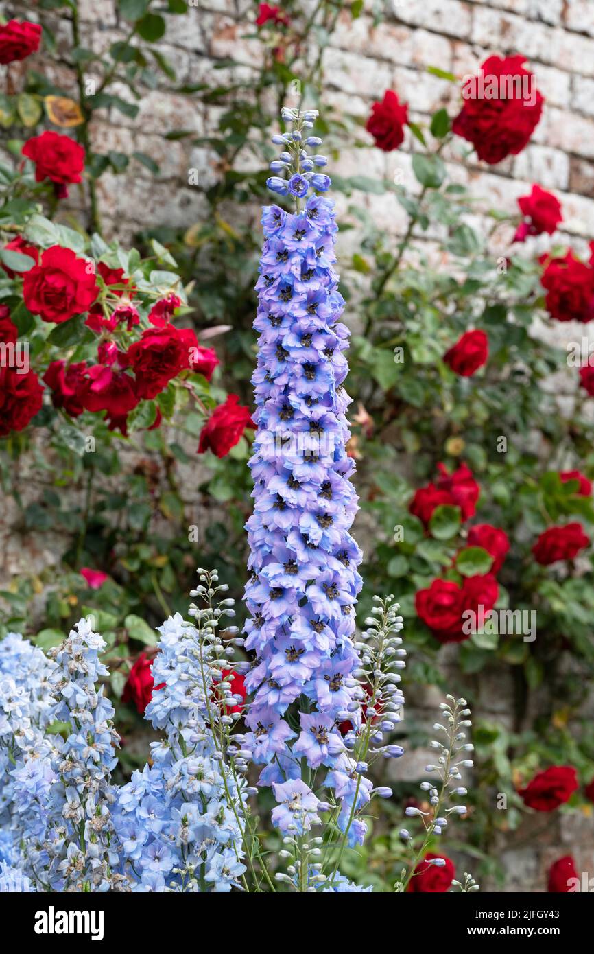 Light Blue Delphinium. Delphinium against a stone wall in the ...