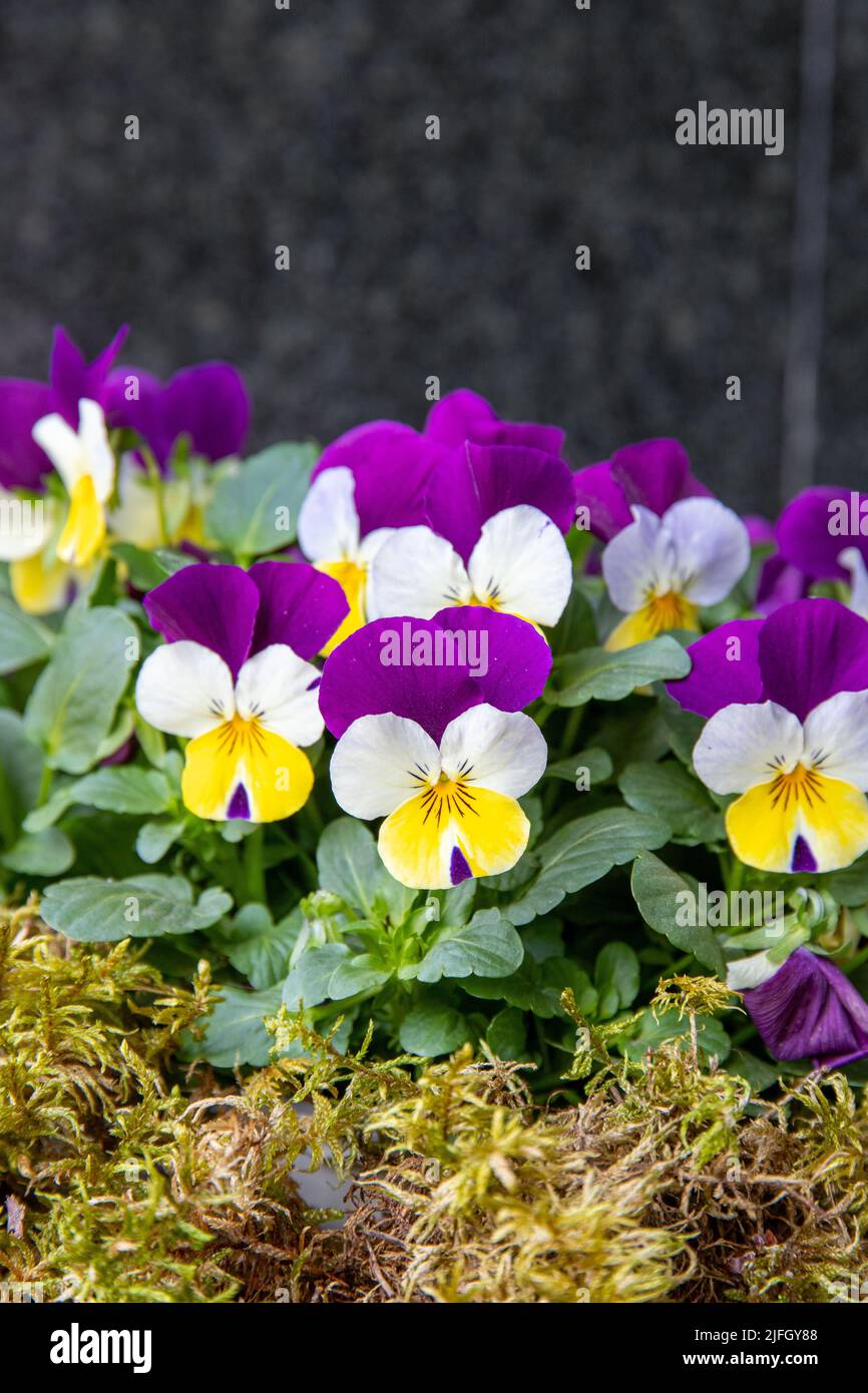 A beautiful view of flowering violets in a garden Stock Photo - Alamy