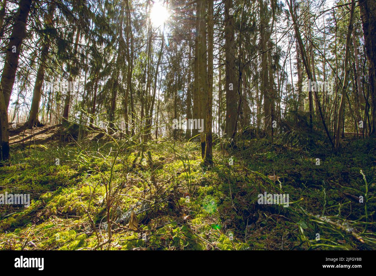 A vertical view of beautiful tall trees in a forest Stock Photo - Alamy