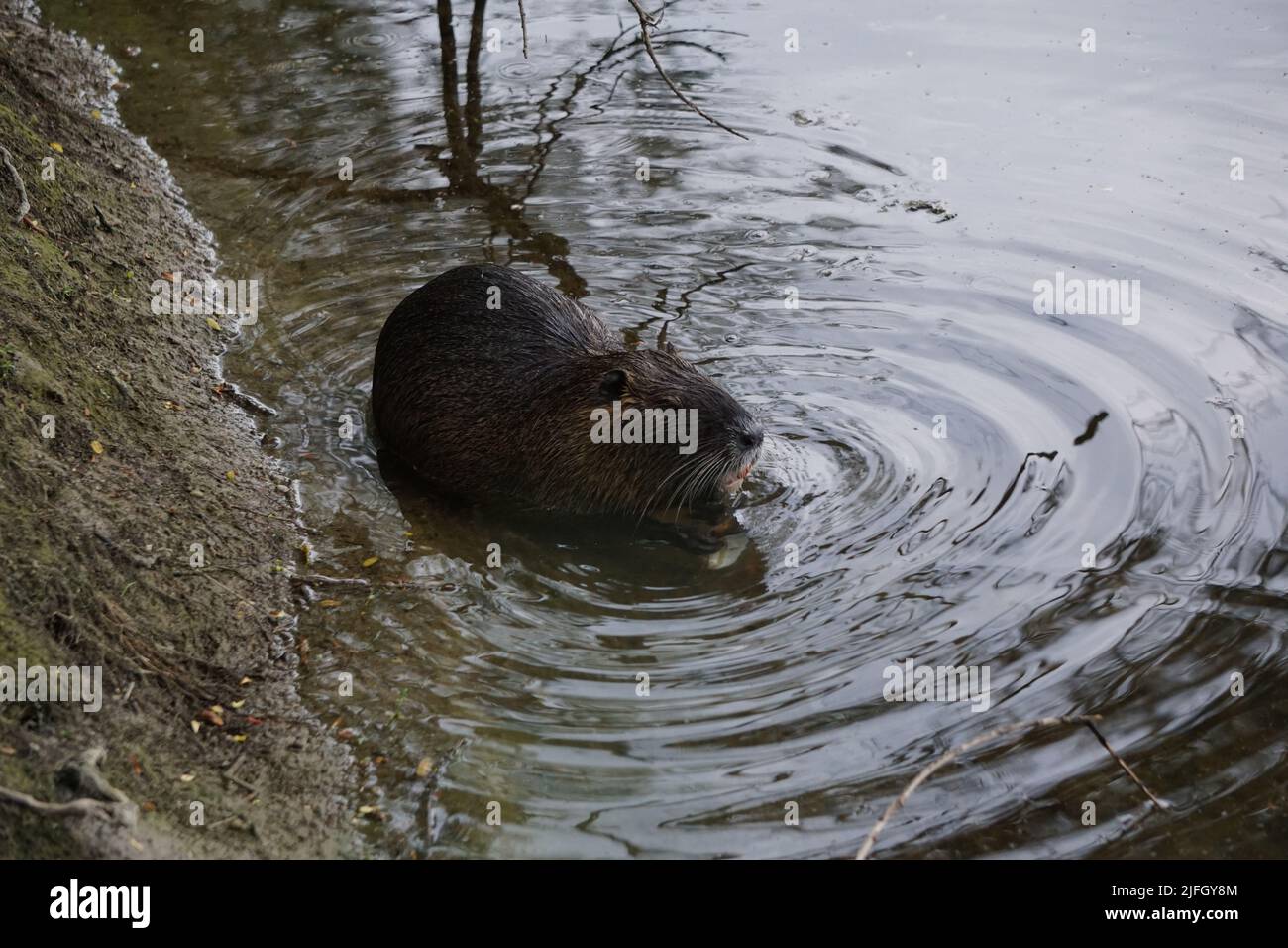 A large gray nutria (coypu) laying on a water Stock Photo - Alamy