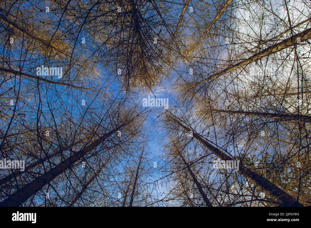A bottom view of tall trees in a forest against the sky background ...