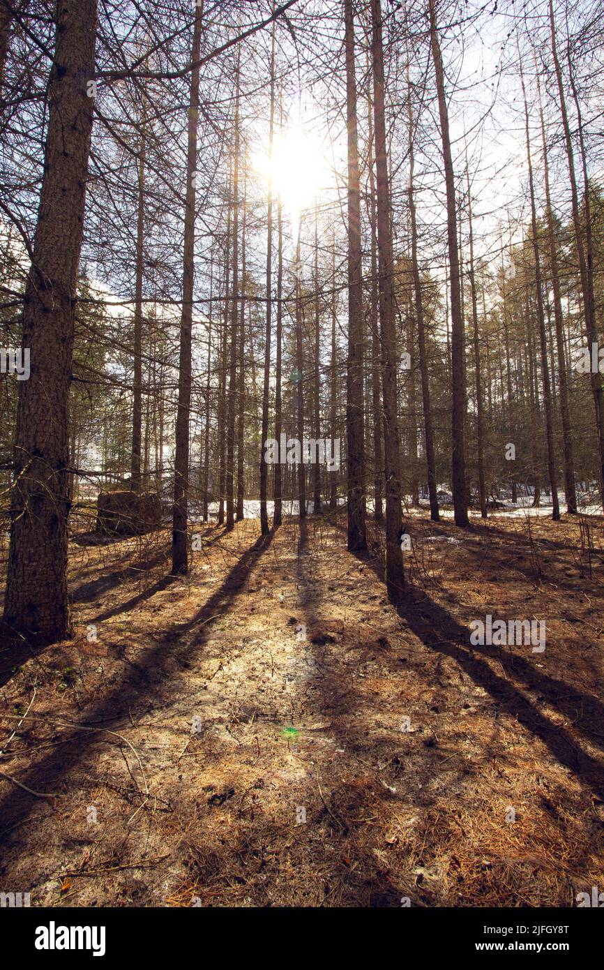 A vertical view of beautiful tall trees in a forest in winter Stock Photo - Alamy