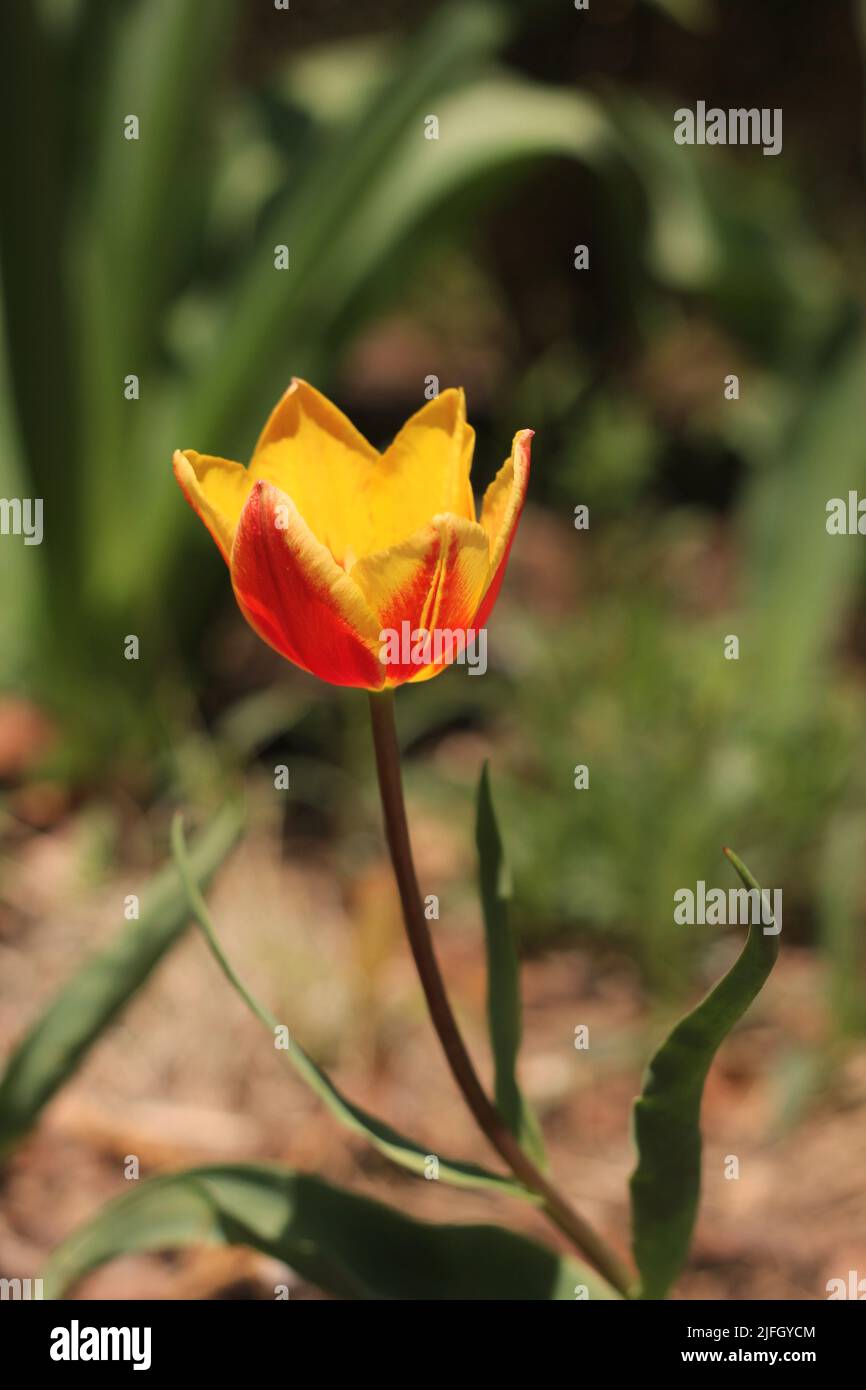 Beautiful spring flowers growing in the bright summer sun Stock Photo ...