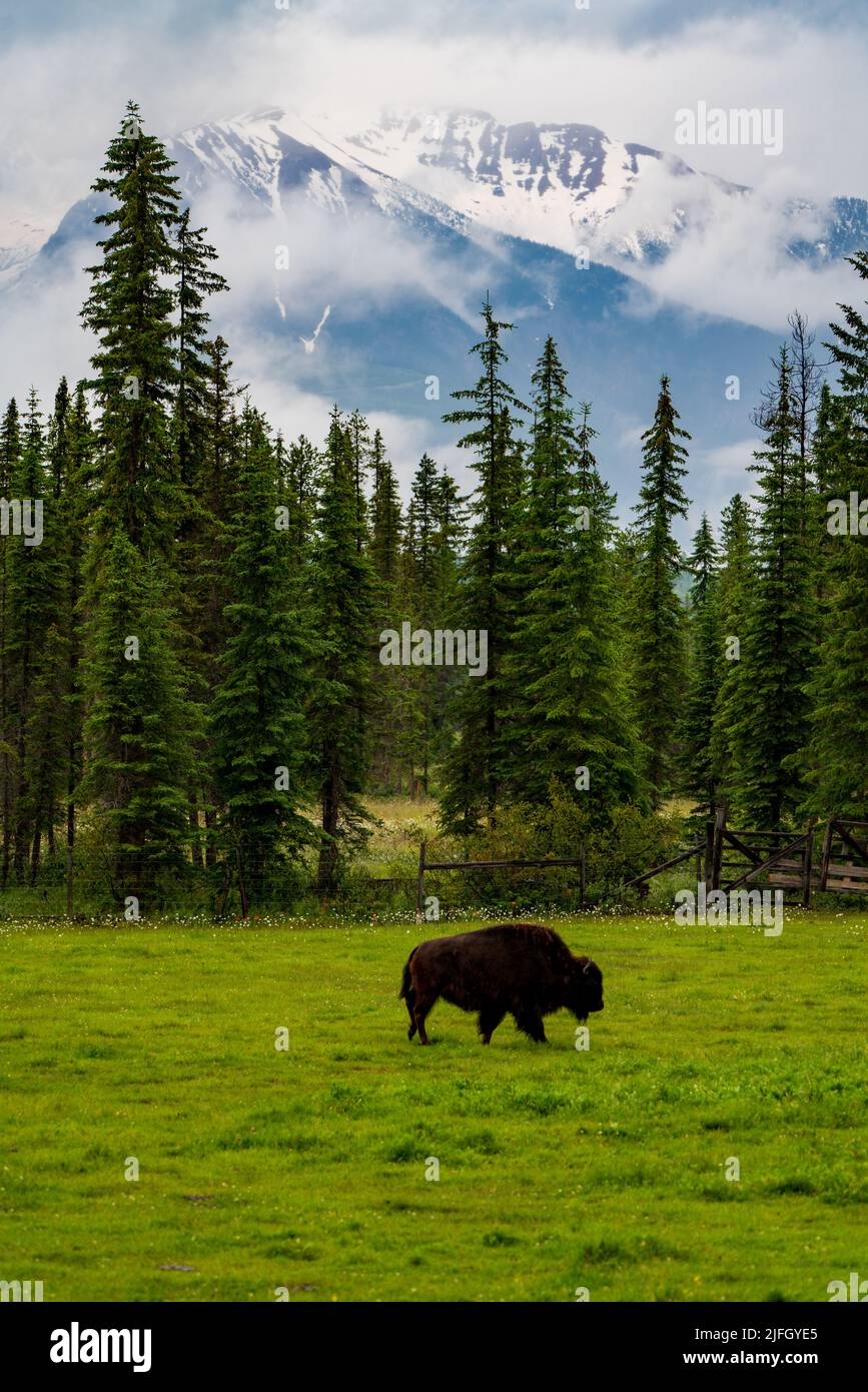 A lone bison in front of a mountain background Stock Photo - Alamy