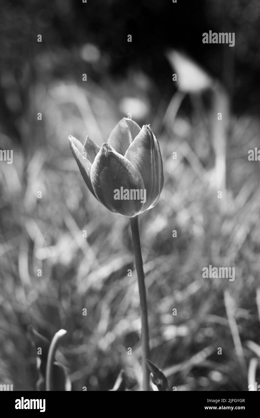 Beautiful spring flowers growing in the bright summer sun in black and ...