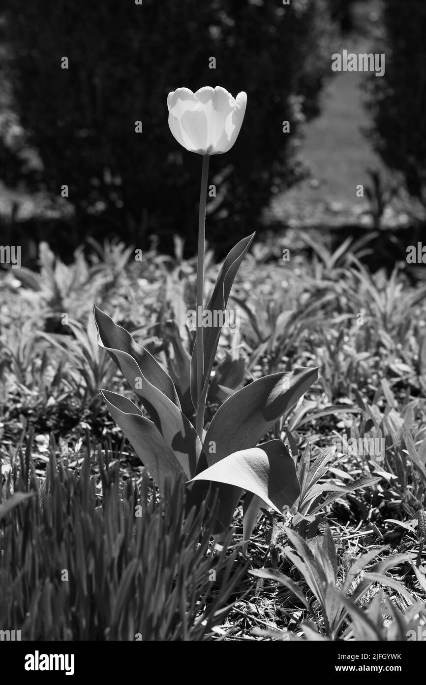 Beautiful spring flowers growing in the bright summer sun in black and ...