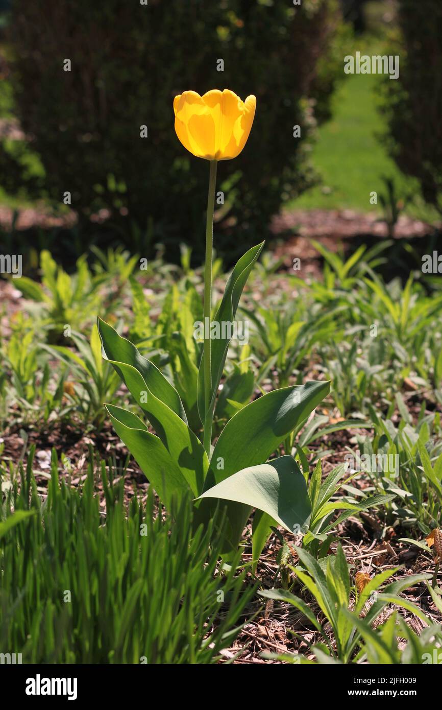 Beautiful spring flowers growing in the bright summer sun Stock Photo ...
