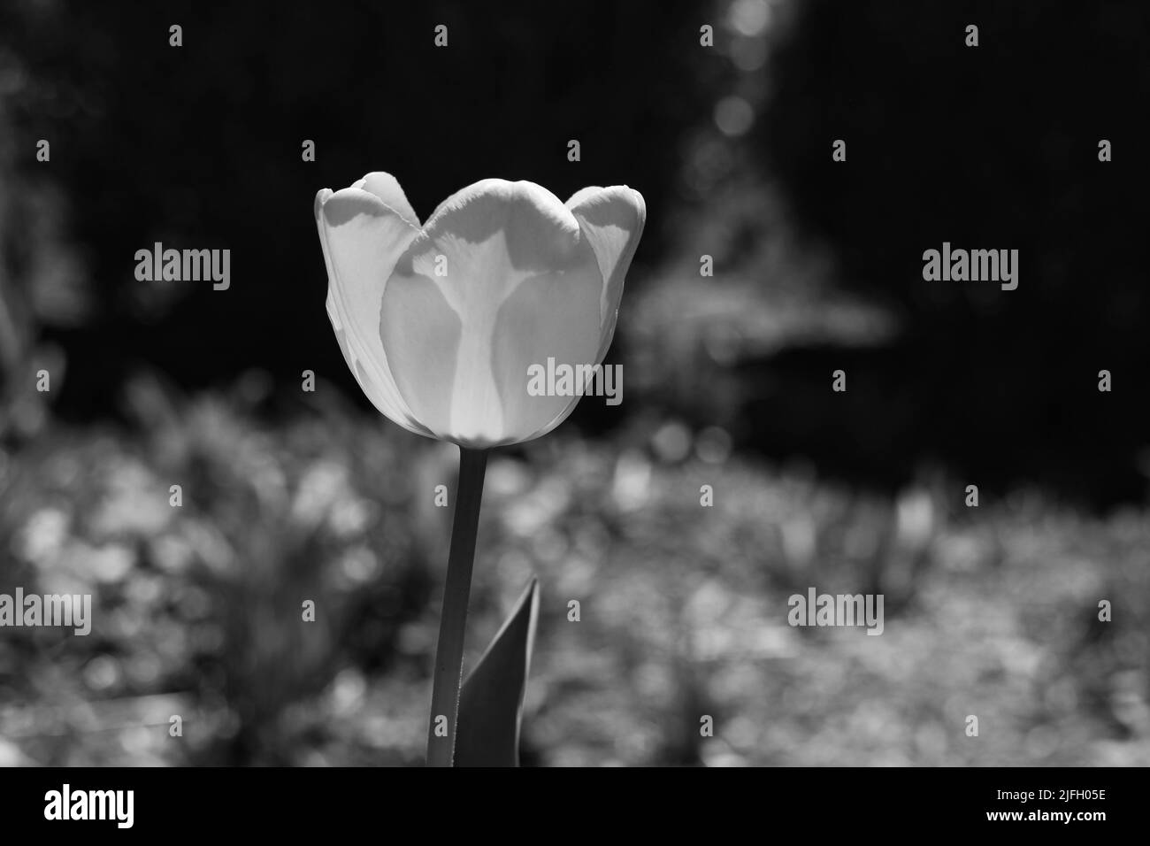 Beautiful spring flowers growing in the bright summer sun in black and ...