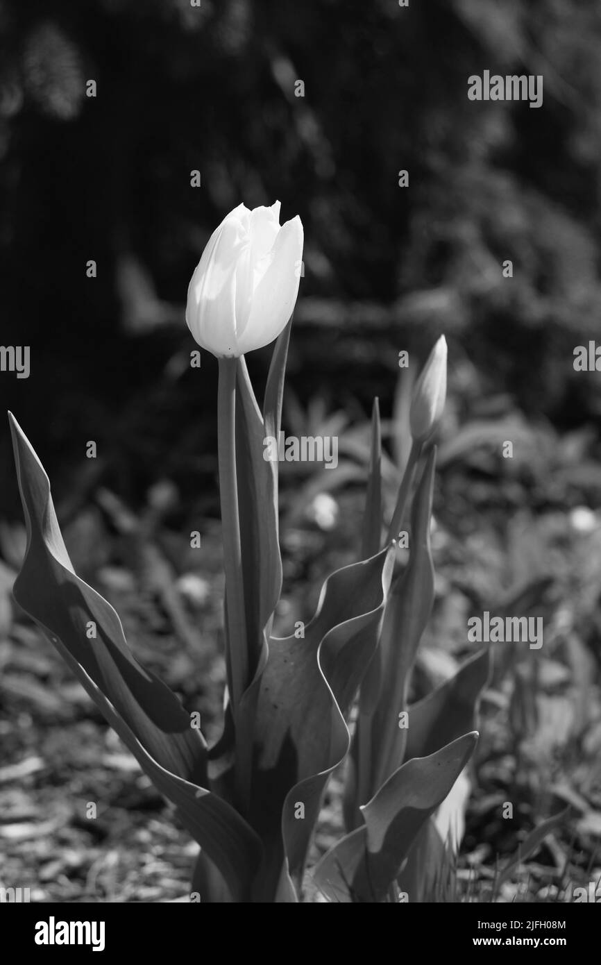 Beautiful spring flowers growing in the bright summer sun in black and ...