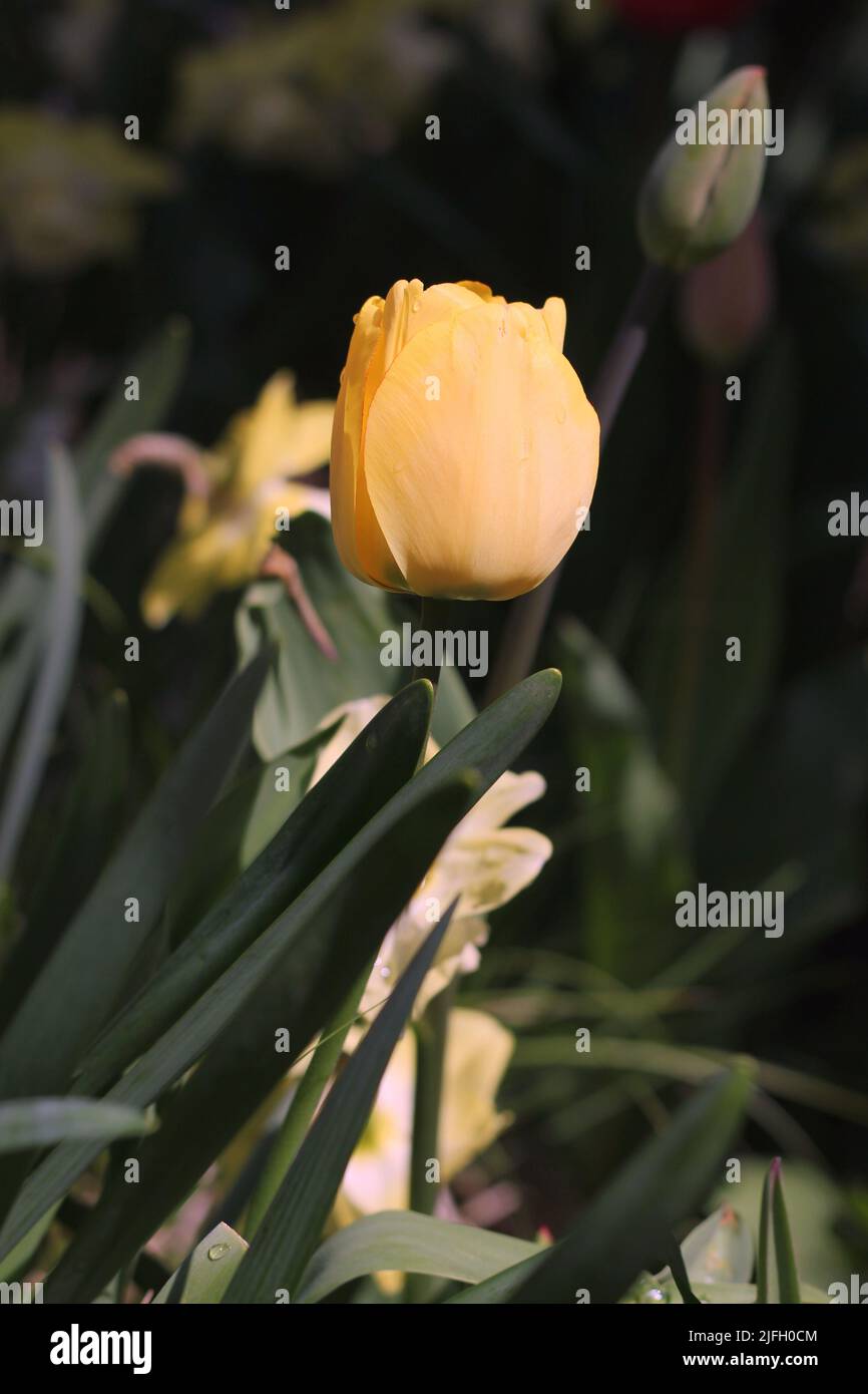Beautiful spring flowers growing in the bright summer sun Stock Photo ...