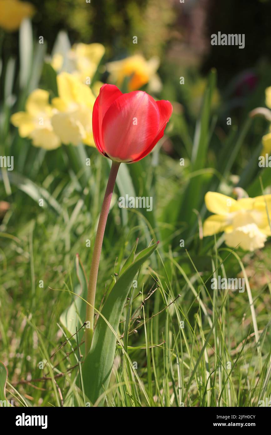 Beautiful spring flowers growing in the bright summer sun Stock Photo ...