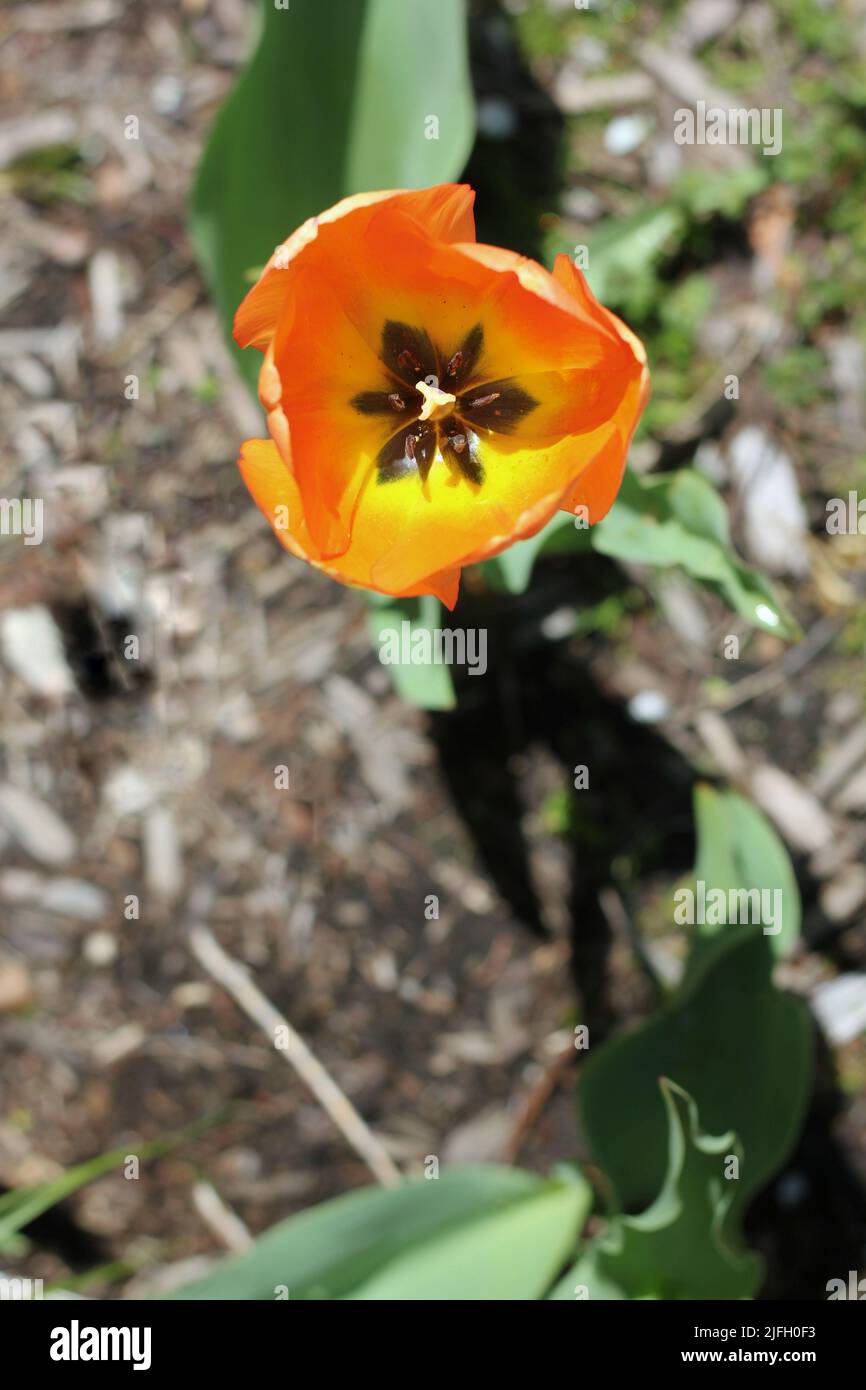 Beautiful spring flowers growing in the bright summer sun Stock Photo ...