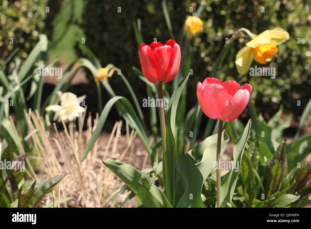 Beautiful spring flowers growing in the bright summer sun Stock Photo ...