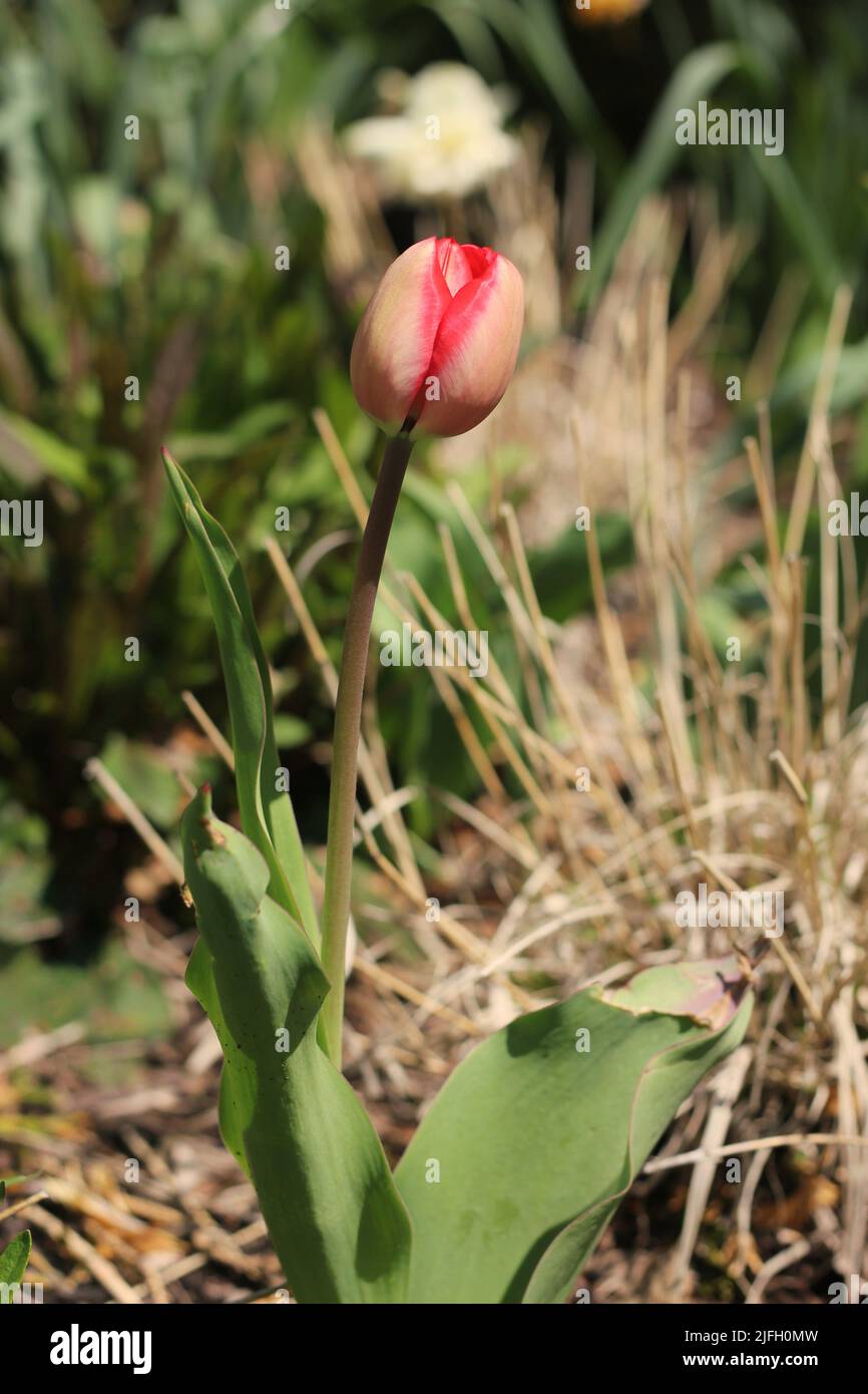 Beautiful spring flowers growing in the bright summer sun Stock Photo ...