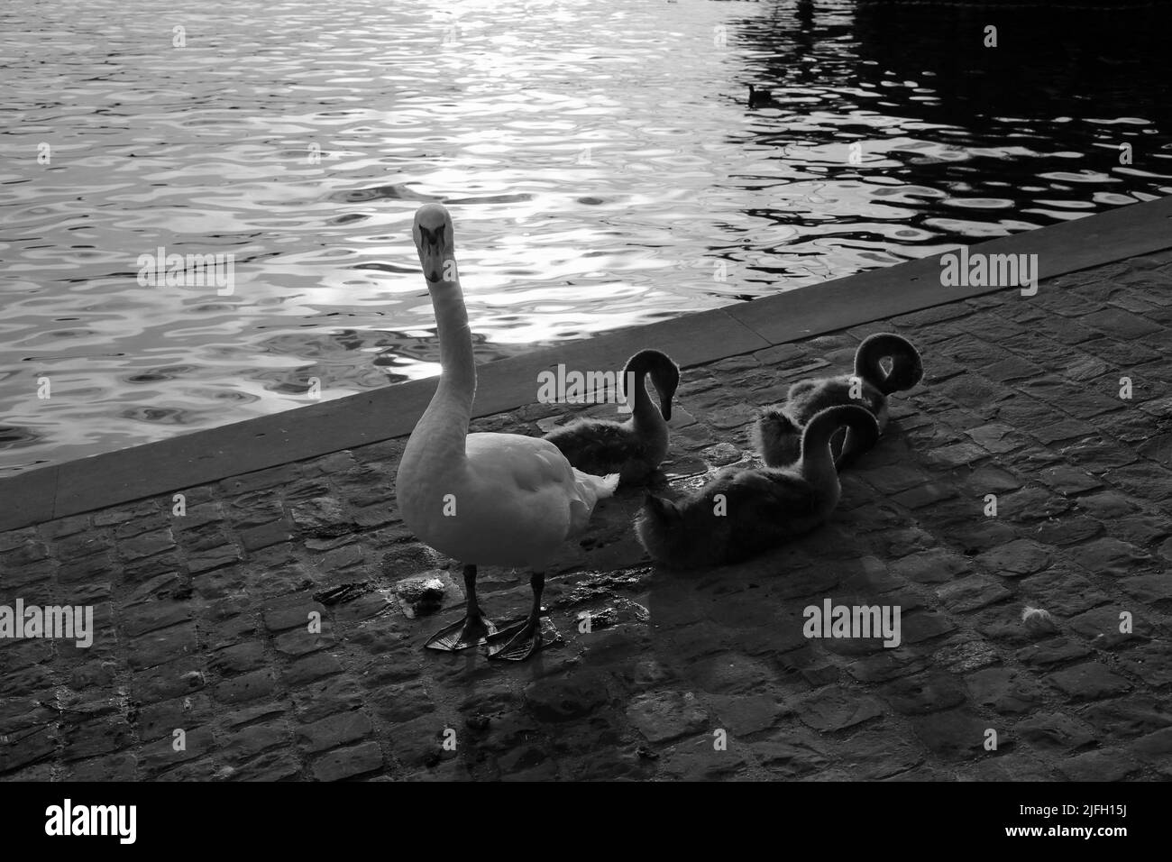 Super cute family of swans photographed in Zurich, Switzerland. The ...