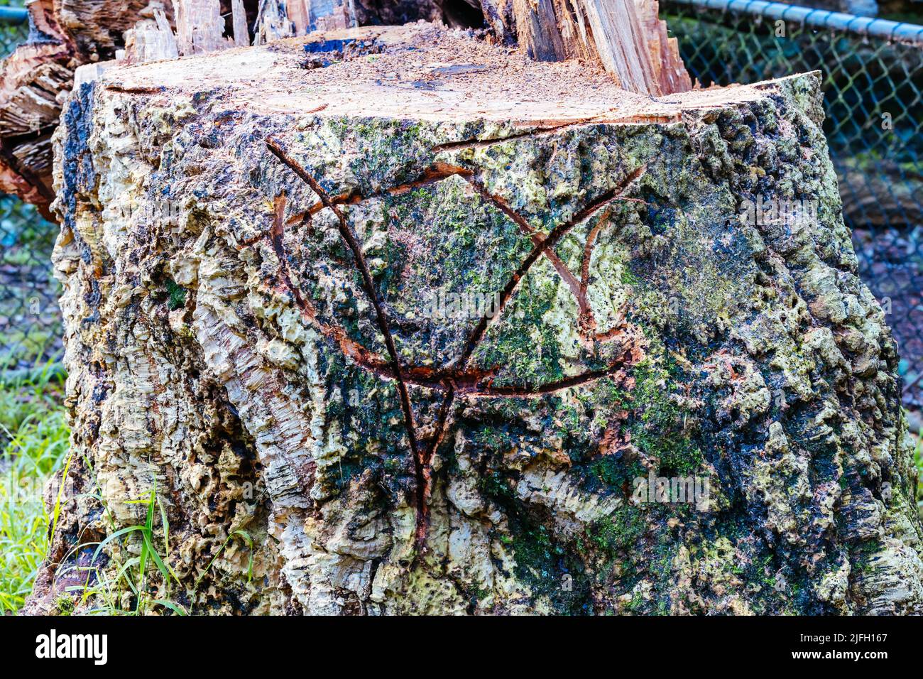 Anti Establishment Tree Vandalism in Melbourne Australia Stock Photo ...