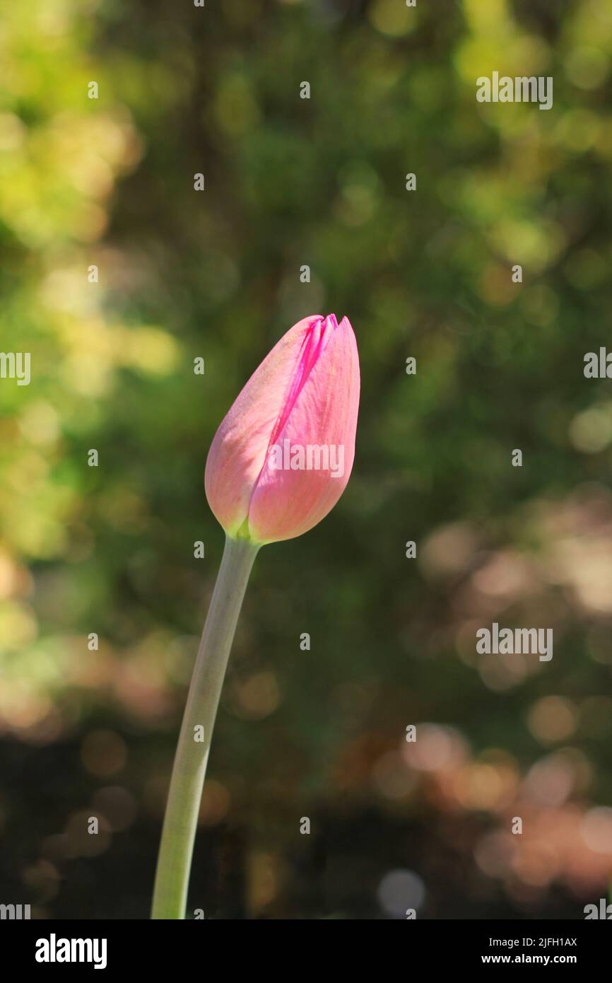 Beautiful spring flowers growing in the bright summer sun Stock Photo ...