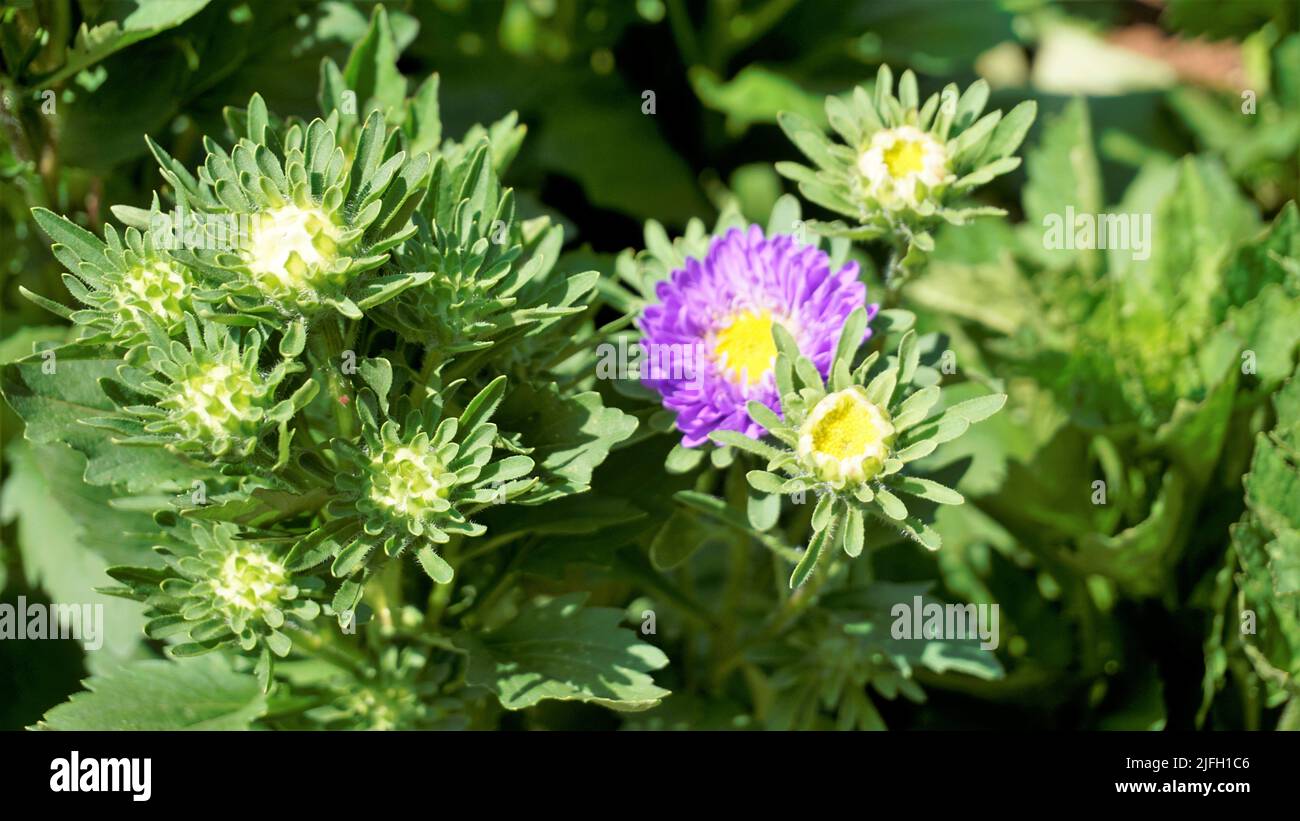 Beautiful Callistephus chinensis also known as china, annual, giant ...