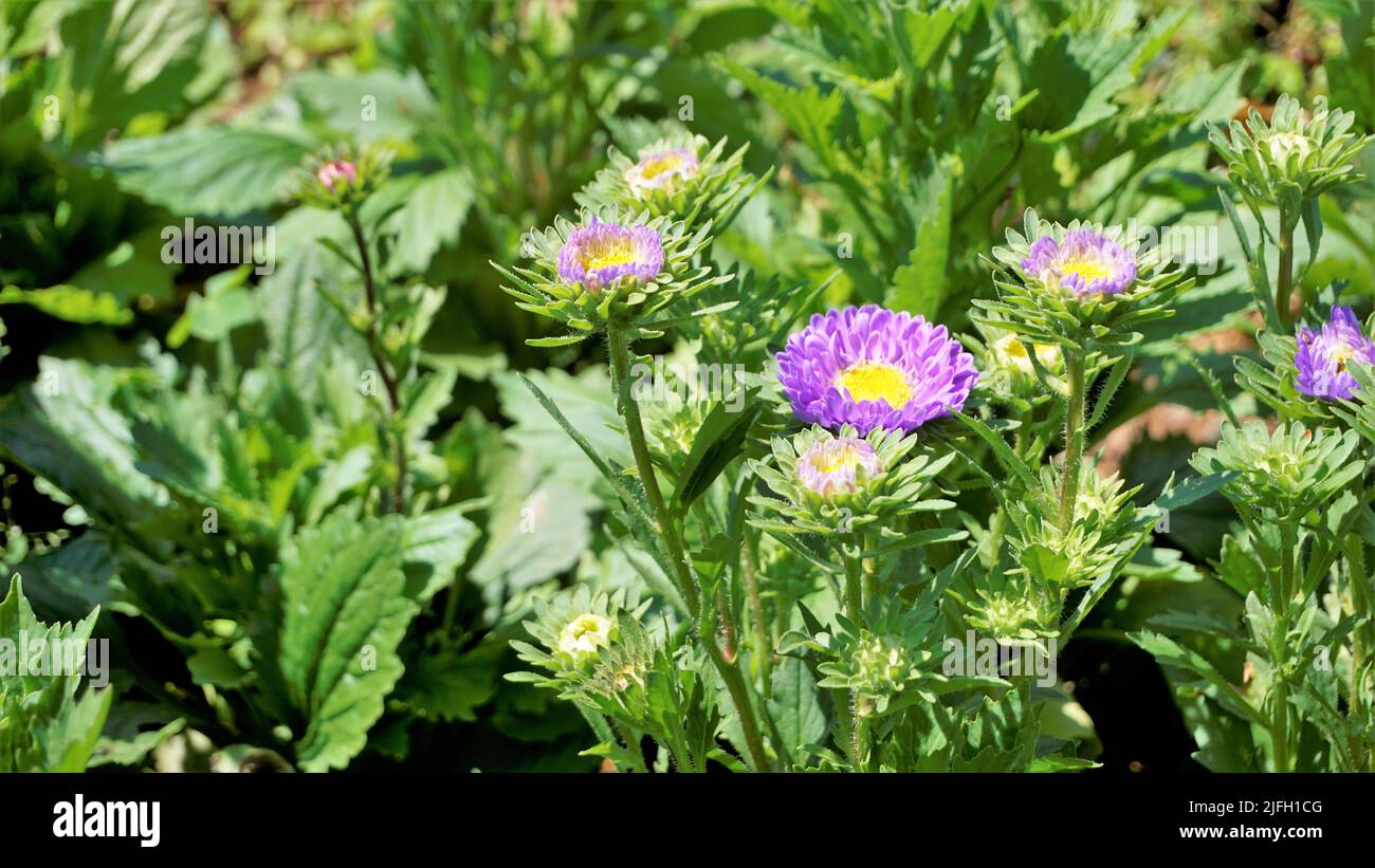 Beautiful Callistephus chinensis also known as china, annual, giant ...
