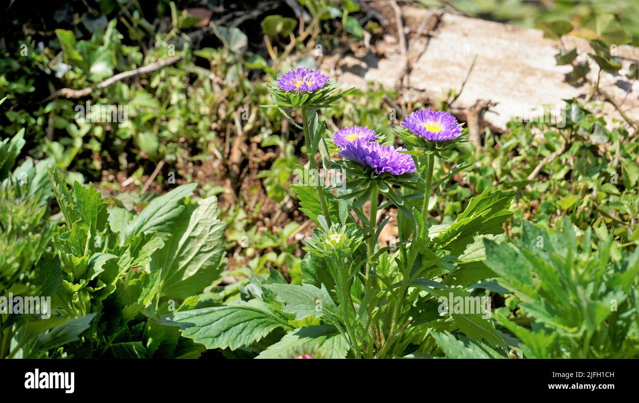 Beautiful Callistephus chinensis also known as china, annual, giant ...
