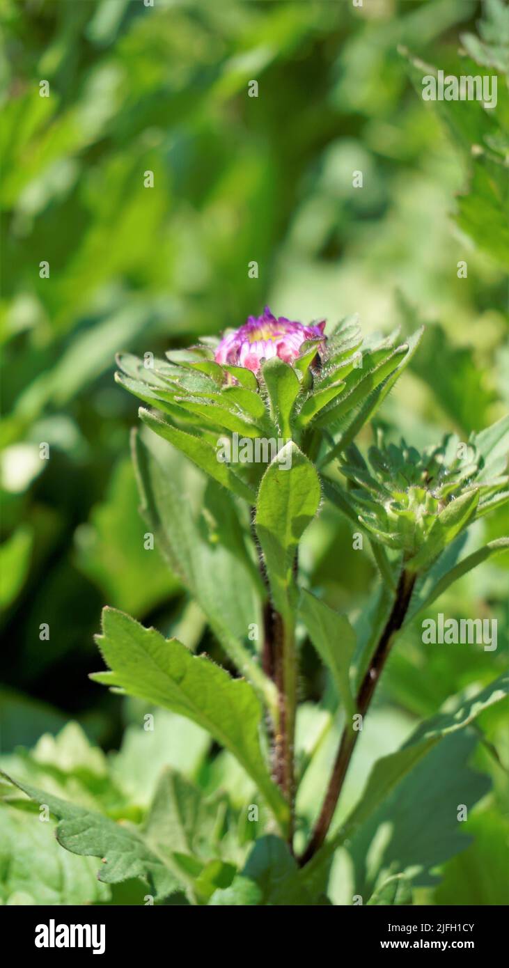 Beautiful Callistephus chinensis also known as china, annual, giant ...