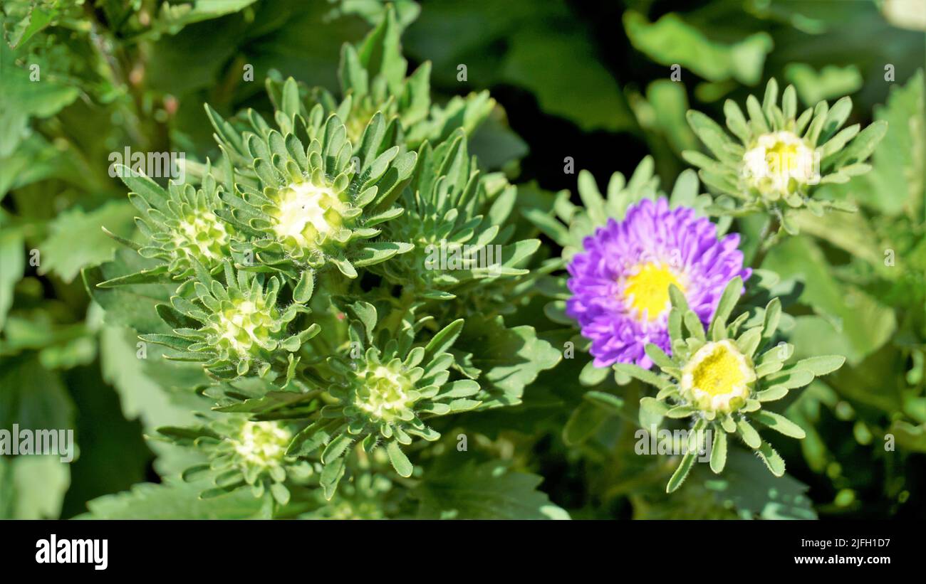 Beautiful Callistephus chinensis also known as china, annual, giant ...