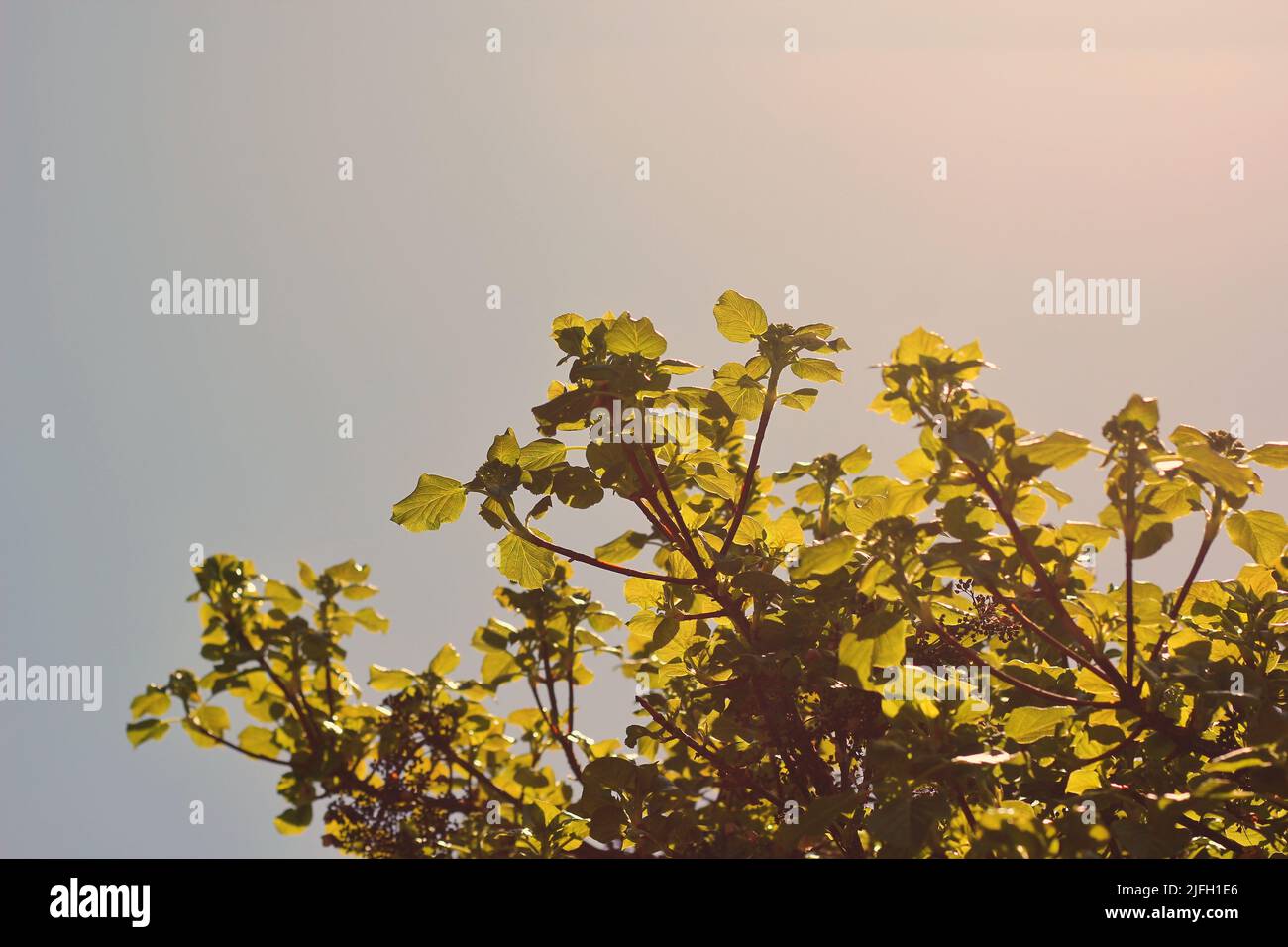 Beautiful back lit treetops of a leafy summer tree with branches ...