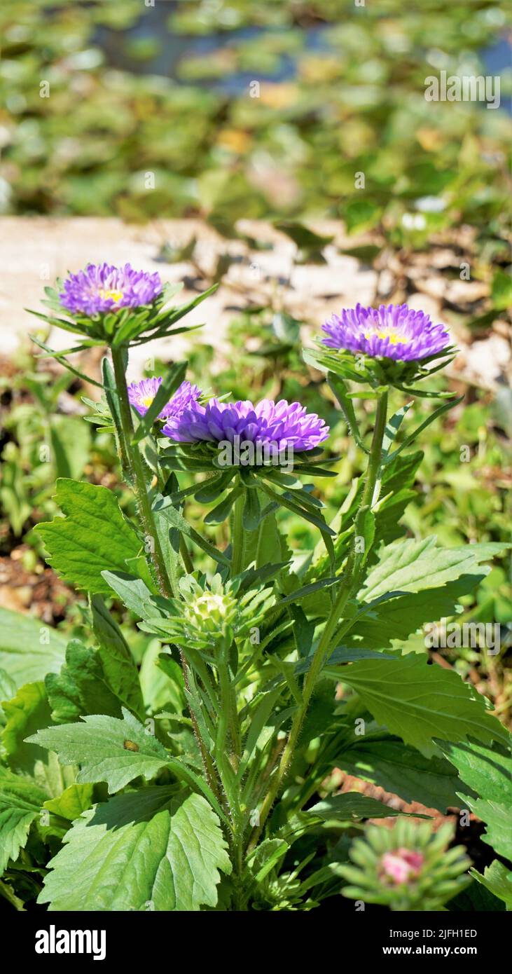 Ochiul boului hi-res stock photography and images - Alamy