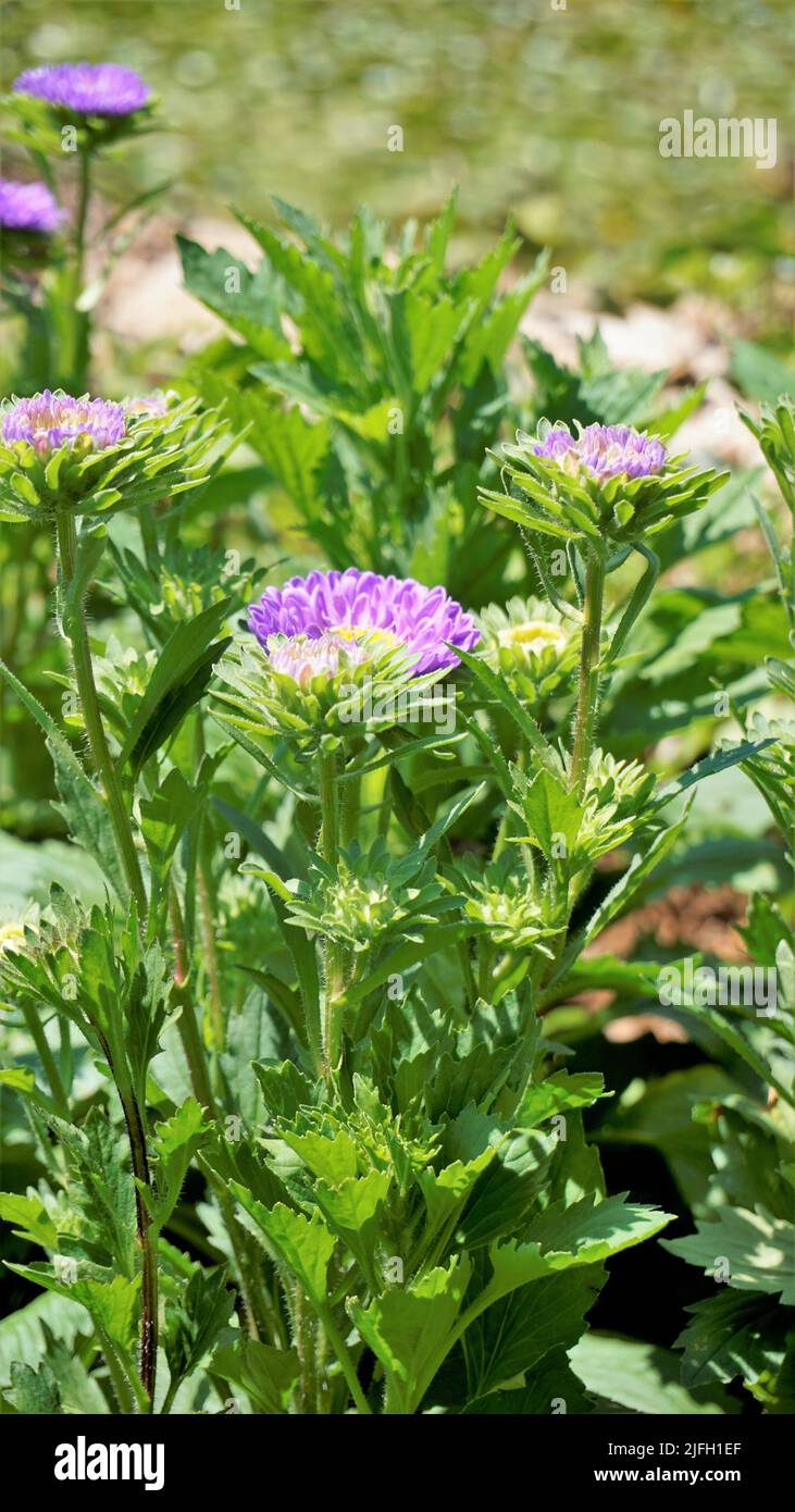 Beautiful Callistephus chinensis also known as china, annual, giant ...