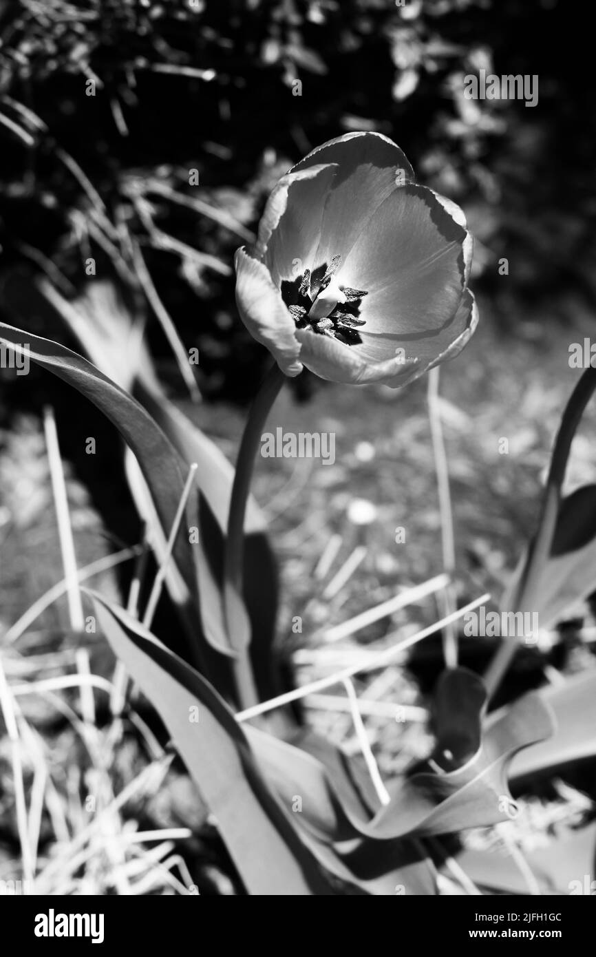 Beautiful spring flowers growing in the bright summer sun in black and ...