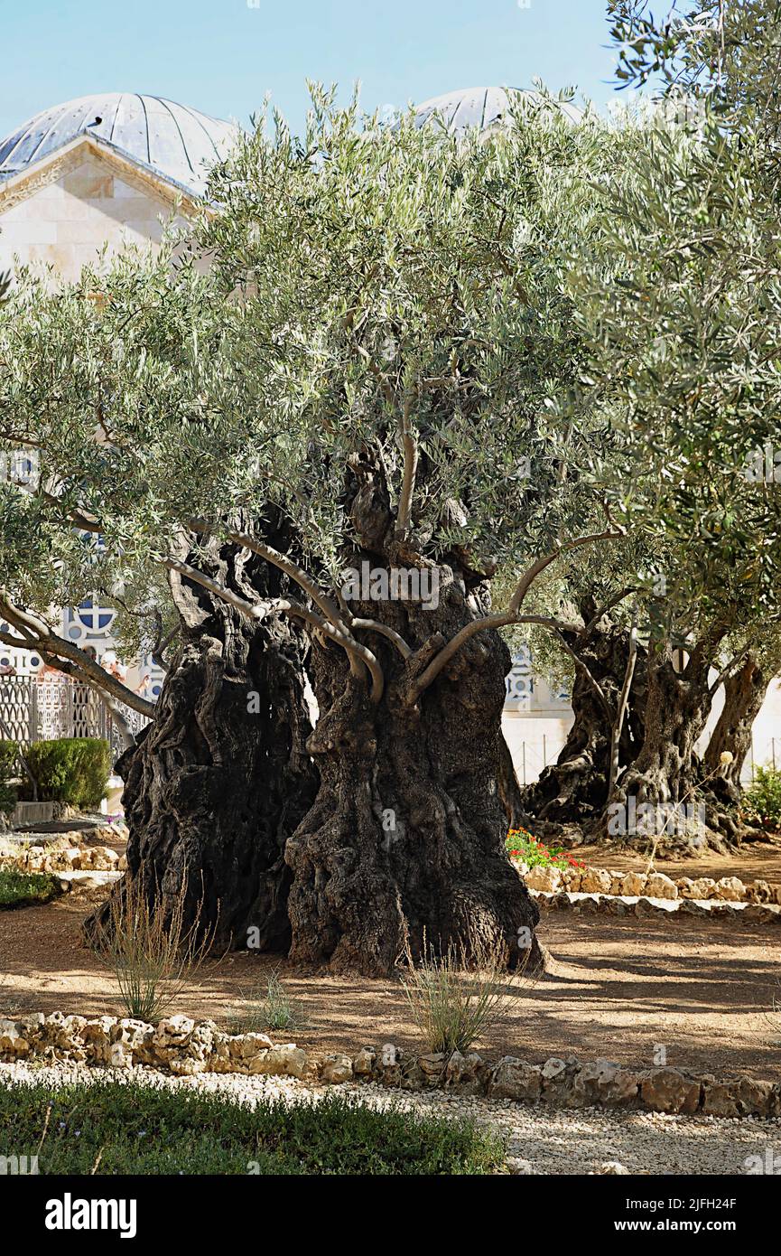 Olive Trees In Gethsemane Olive Trees Biblical Garden Gethsemane Where